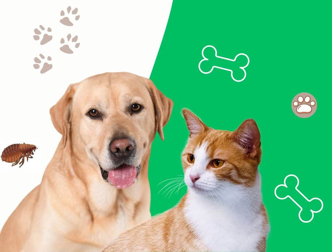 Ako chrániť psy a mačky pred parazitmi ? | iliek.sk